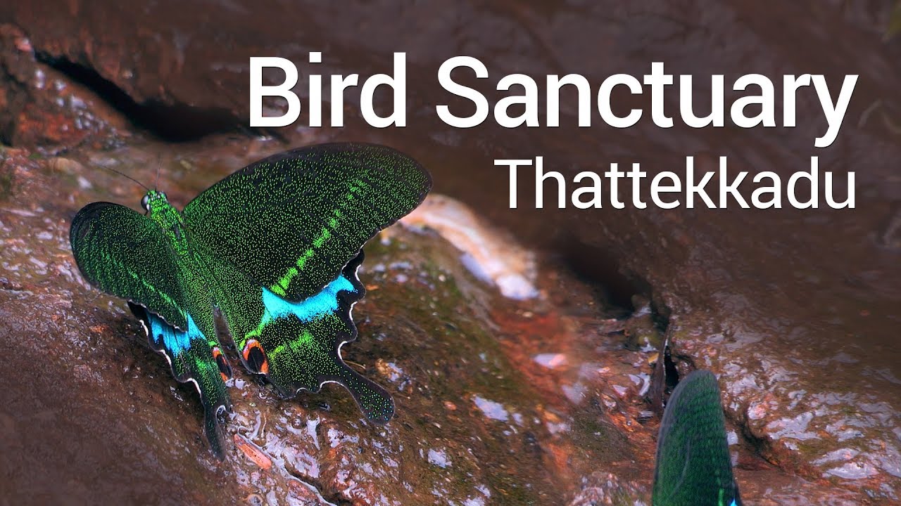 The world of Birds - Thattekkad Bird Sanctuary - YouTube
