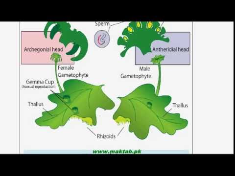 FSc Biology Book1, CH 9, LEC 5 Classification of Bryophytes ...