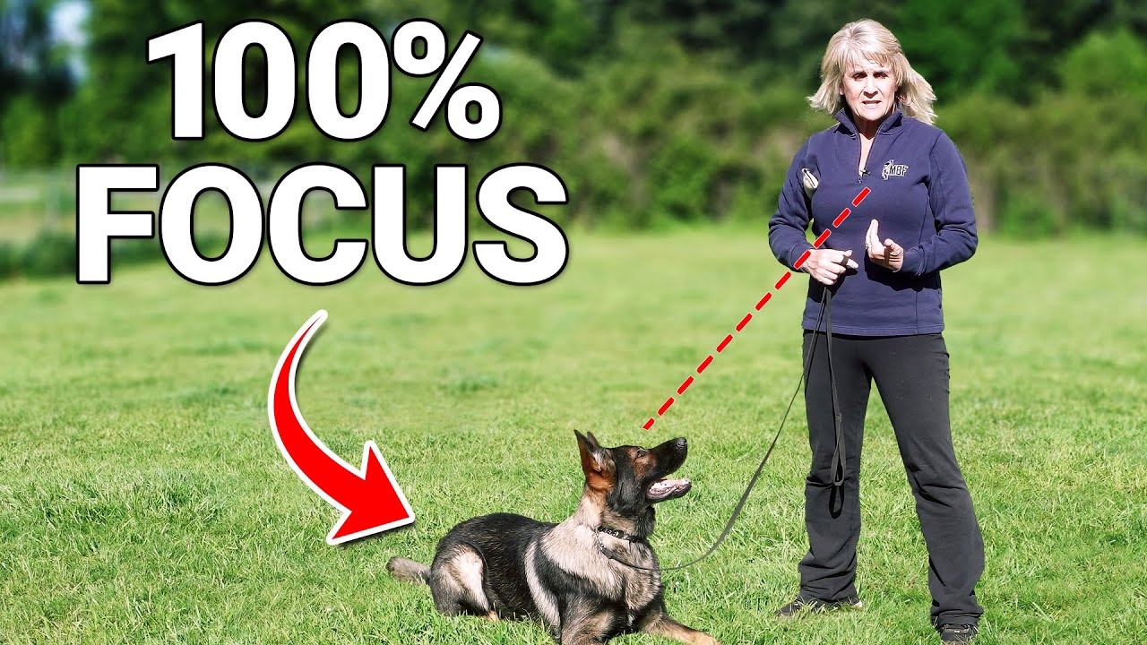 The Secret to Making Your Dog Focus on Command - YouTube