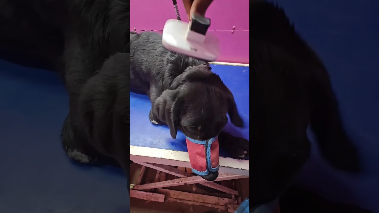 Ammu- The Black Labrador Bath Time - Libi Dog Grooming studio ...