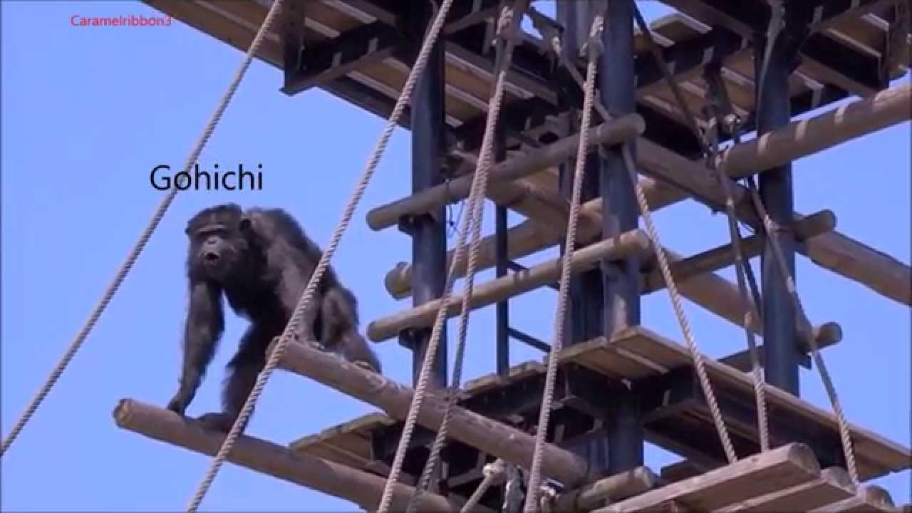 Chimpanzee Display at Kamine Zoo - YouTube