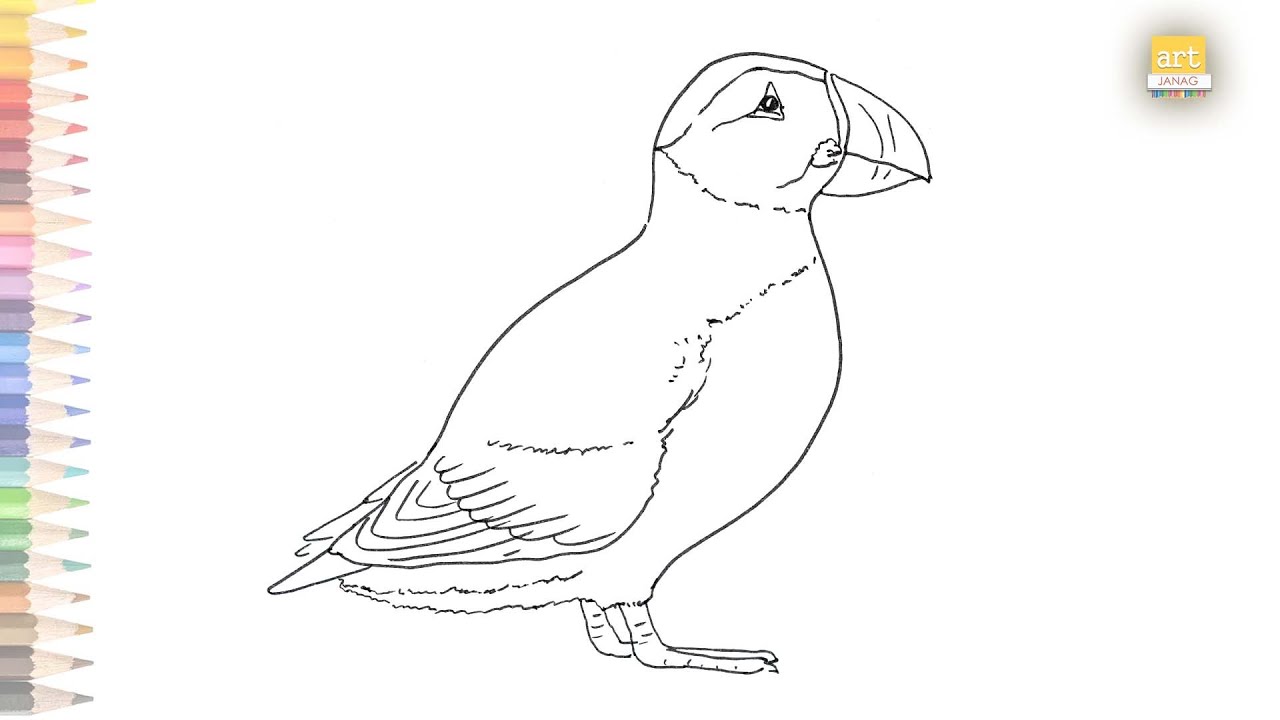 Puffin outline drawing 02 | How to draw A Puffin step by step | Outline ...