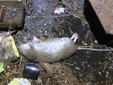 Ratting 29 - YouTube