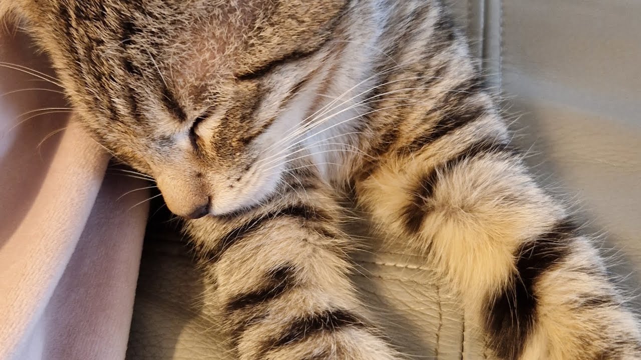 BRENNER GAMEZ DISSTRACK #roast #funny #subscribe @brennergamez YOU SUCK ...