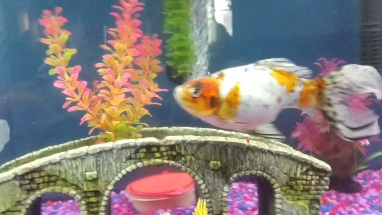 Papa Kalf - Fish Tank Aquarium - YouTube