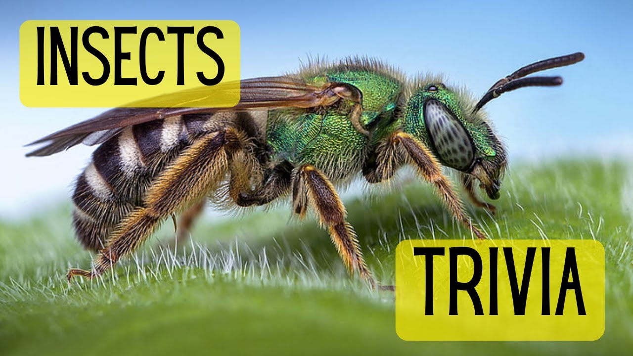Calling Bug Lovers! Insect Questions and Answers! - YouTube