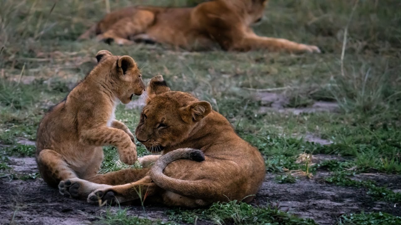 2020 Africa Trip - Mara Cats - YouTube