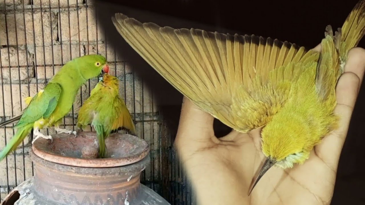 Nayab Bird Ko Kya Howa? 😨 Parrot Attack | Ye Kon Sa Pakshi Hai? | Green Bee Eater | Pets Vlog ...