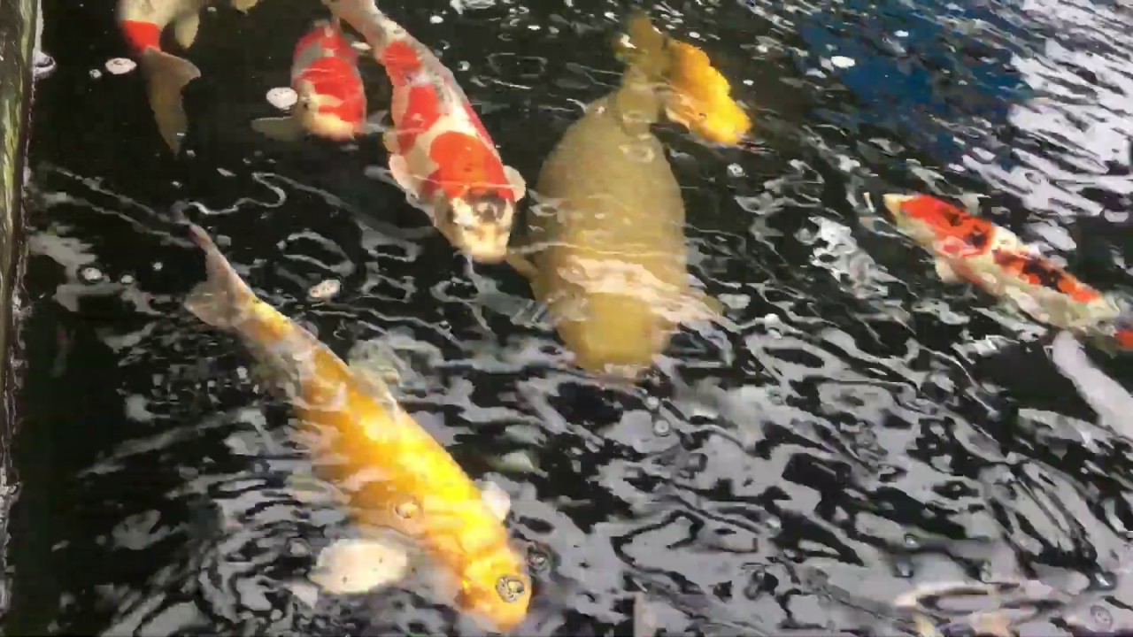 Monster koi carp 😧 - YouTube