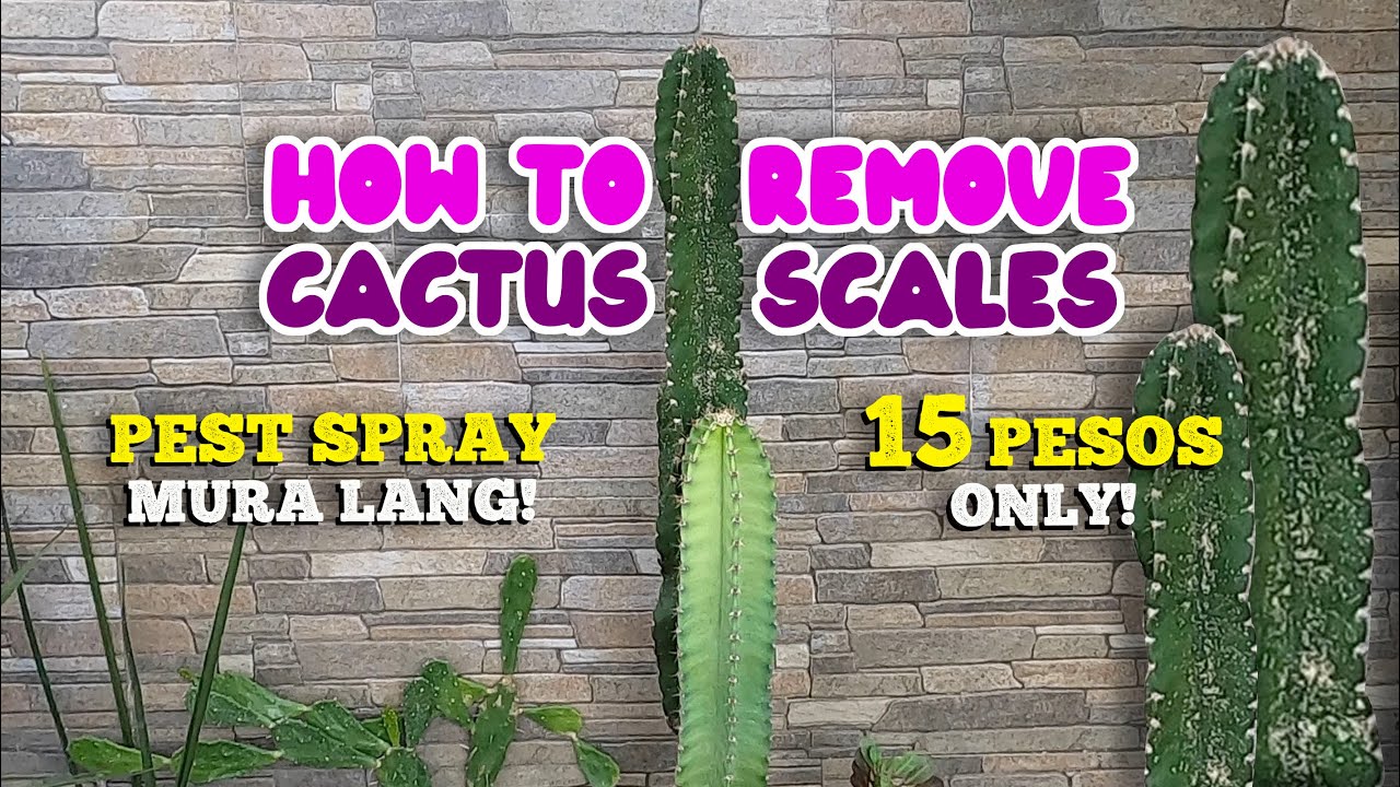 CHEAPEST WAY TO TREAT YOUR CACTUS PEST | HOW TO REMOVE CACTUS SCALES ...