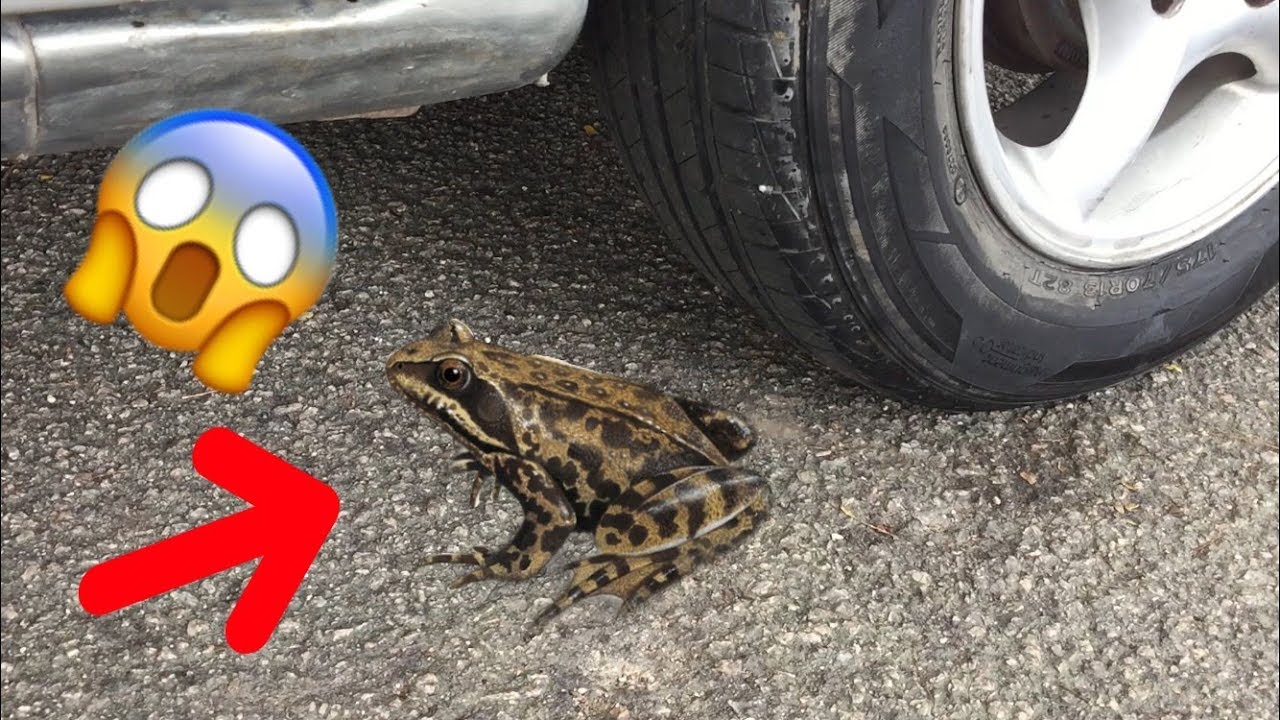 EXPERIMENT: CAR VS FROG - CRUSHING TOYS,APPLE,CAN DRINKS,SLIME AND MORE ...