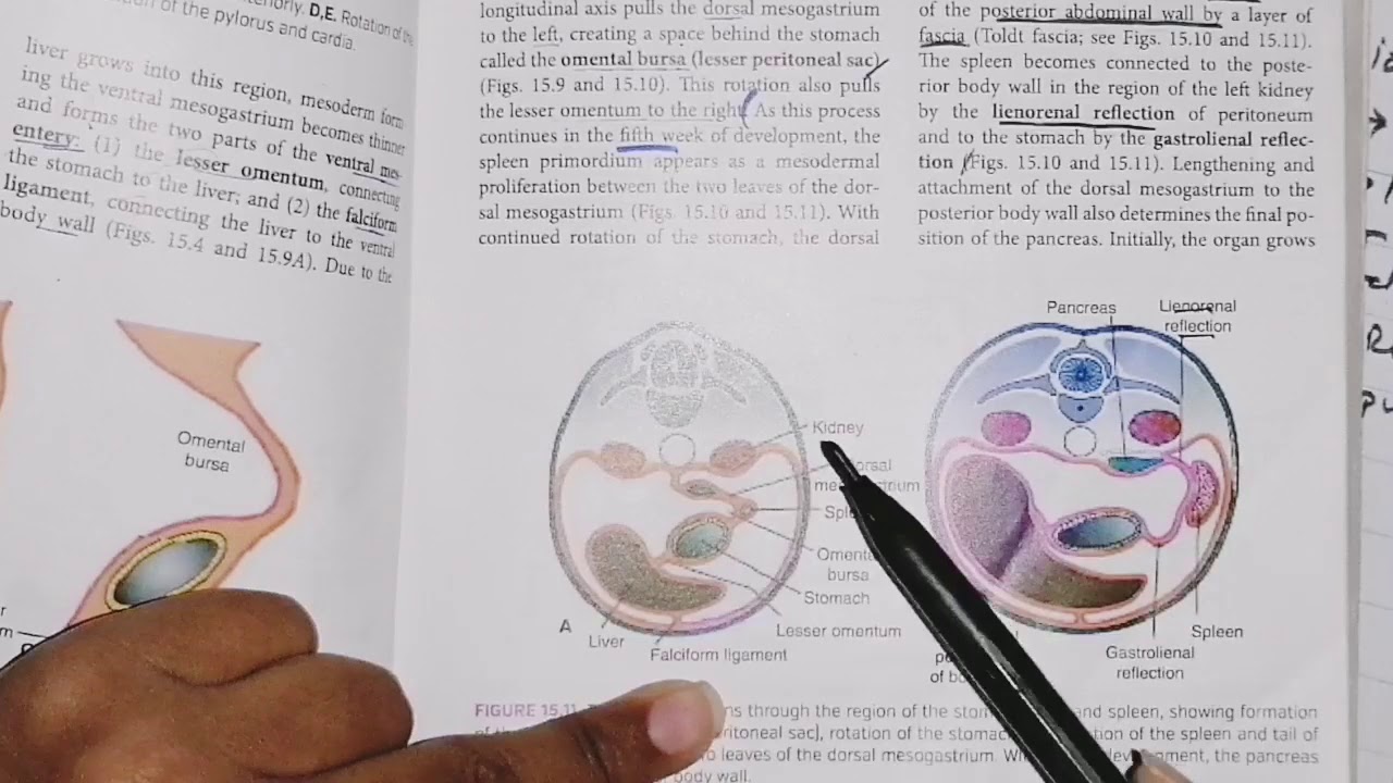 Digestive system #development of stomach #embryology (part 3 last ...