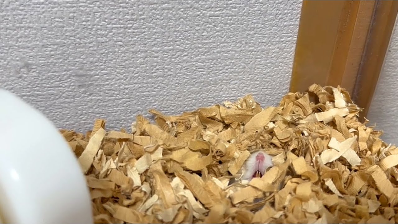 【ハムスター】茂みから牙をむき出しにするジャンガリアンハムスター【4K】Djungarian hamster baring its fangs ...