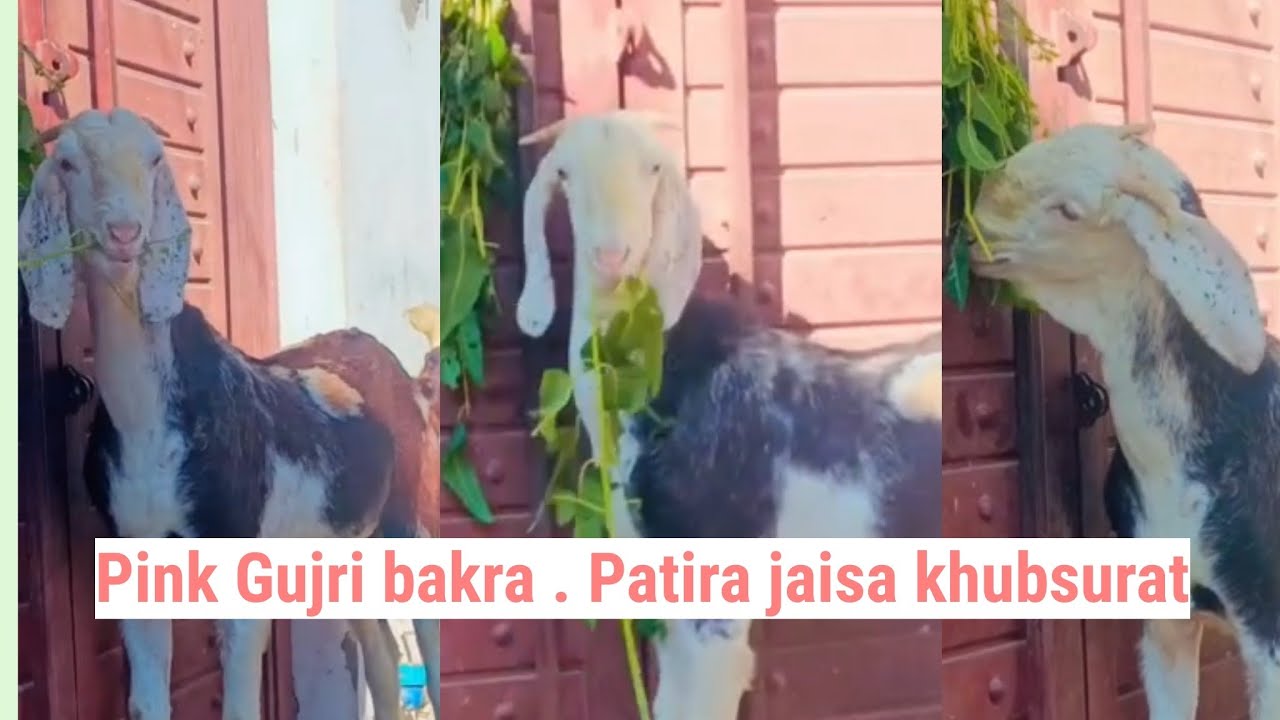 Pink Gujri bakro k shokin ajao | Balaheri bakra mandi k Din Sojat ...
