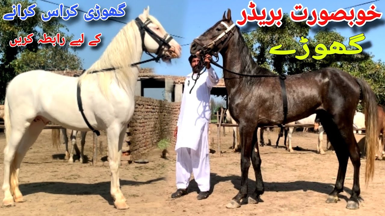 Beautiful breeder Horses | Silanwali Sargodha - YouTube