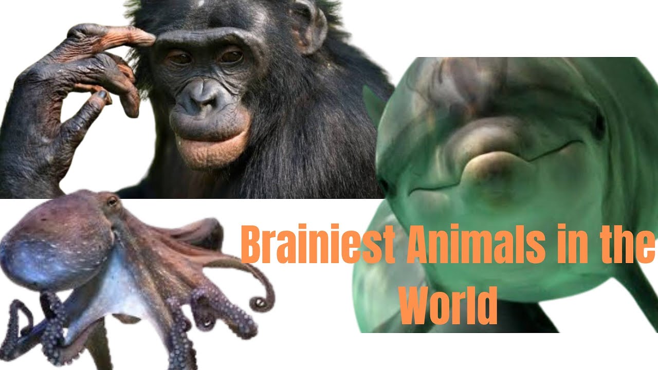 Top 10 Most Brainiest Animals in the World #brainiestanimals # ...