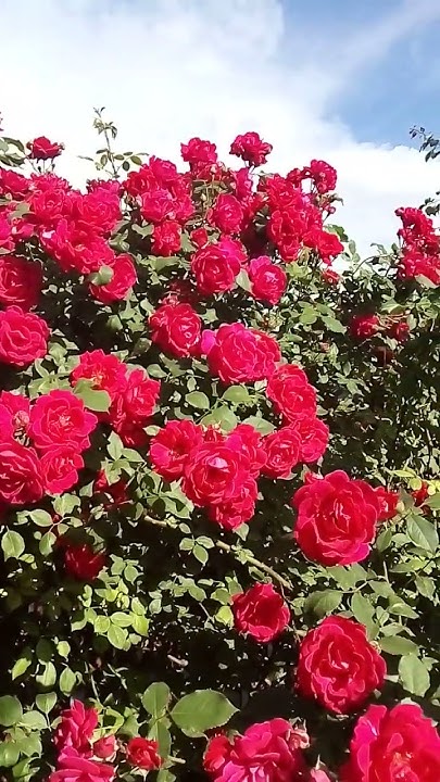 Красивые алые розы розы роза цветы Flowers Flowers Rose Roses