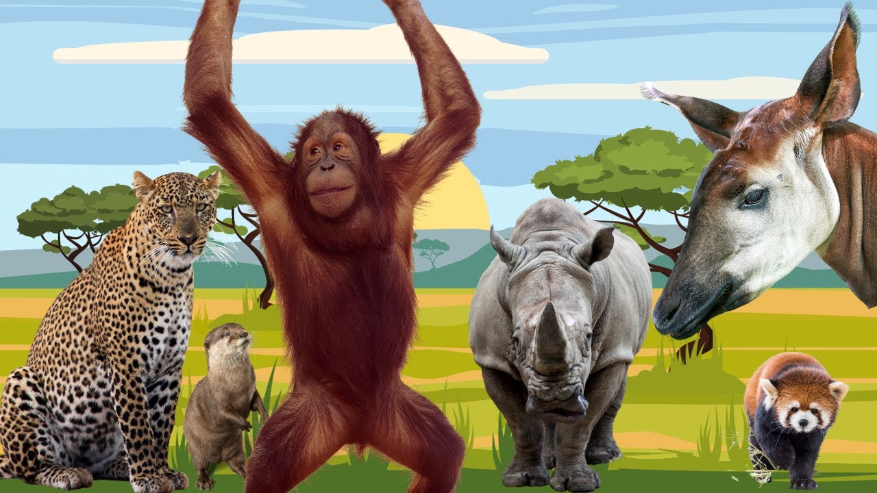 ANIMALI PER BAMBINI | ANIMALI CURIOSI E RARI | NOMI E VERSI REALI - YouTube