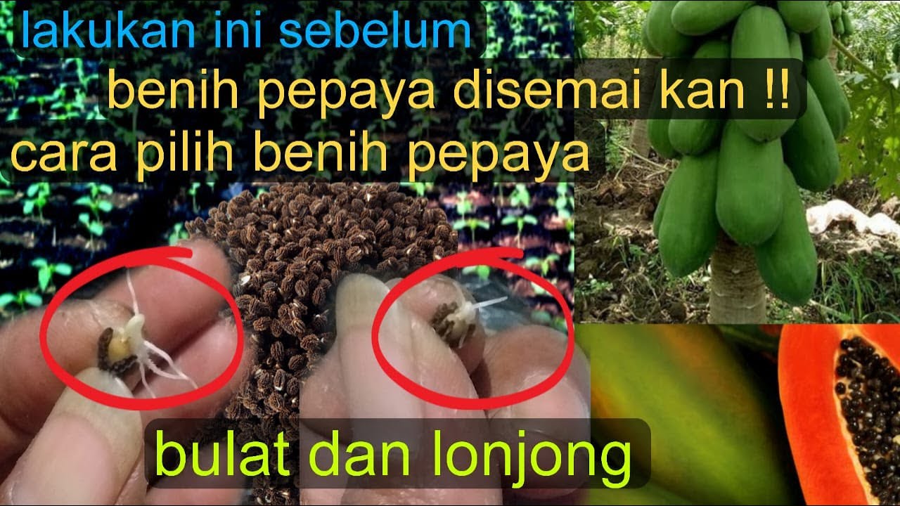 Cara mudah membuat bibit pepaya || sekaligus sortir benih bulat dan ...