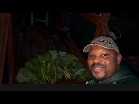 What we Harvested in Winter after a Severe Frost Attack - YouTube