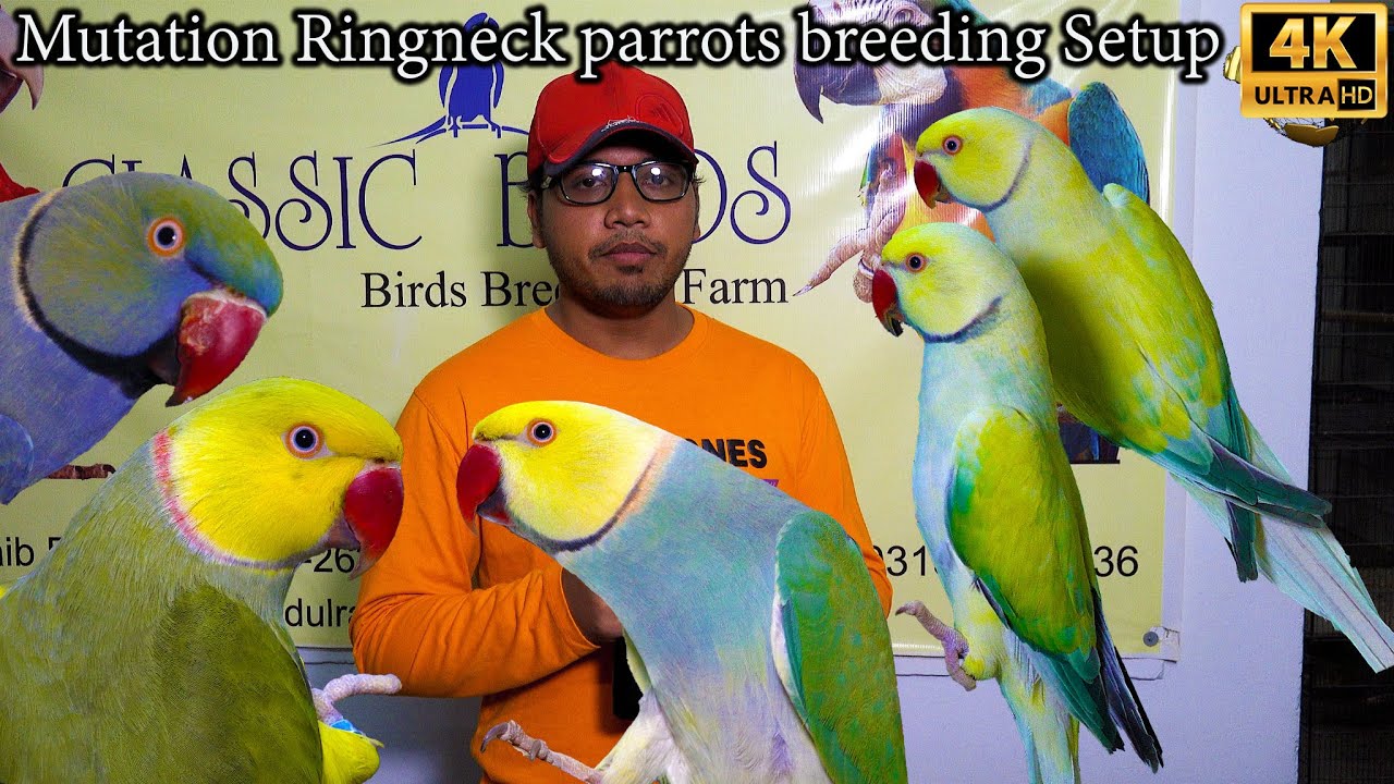 Unique and Rare Mutation Ringneck Breeding Setup 2025 Karachi | Blue ...