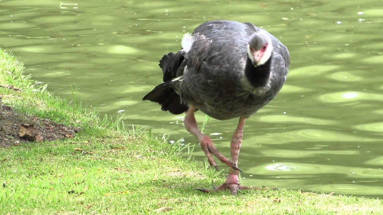 Near endemic, Northern Screamer, Chauna chavaria, Serrania de Las ...