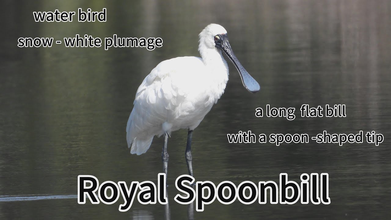 Royal spoonbill，it’s beak like spoon，when foraging，swing their beak ...