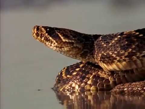 King Rattler 🐍(Documentary) ♦NatGeo♦ - YouTube
