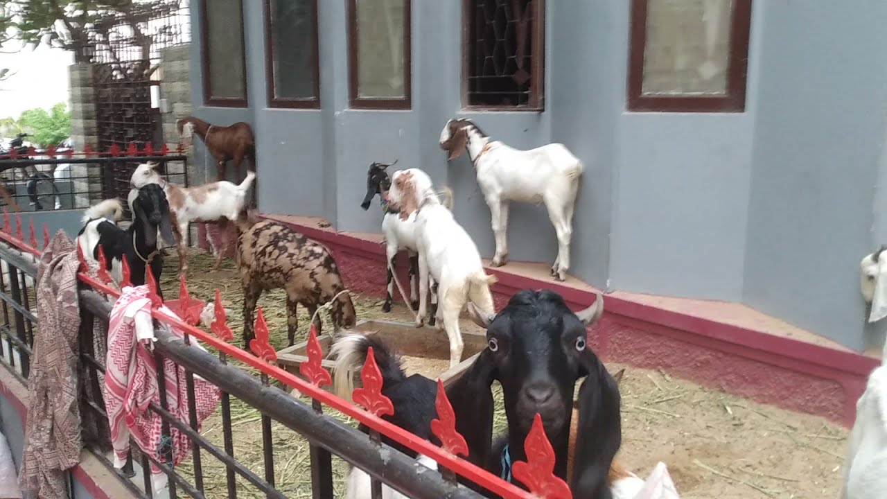 The Sensational Beauty ANMOL Cow / Goats / Bull || Janwar Qurbani kay ...