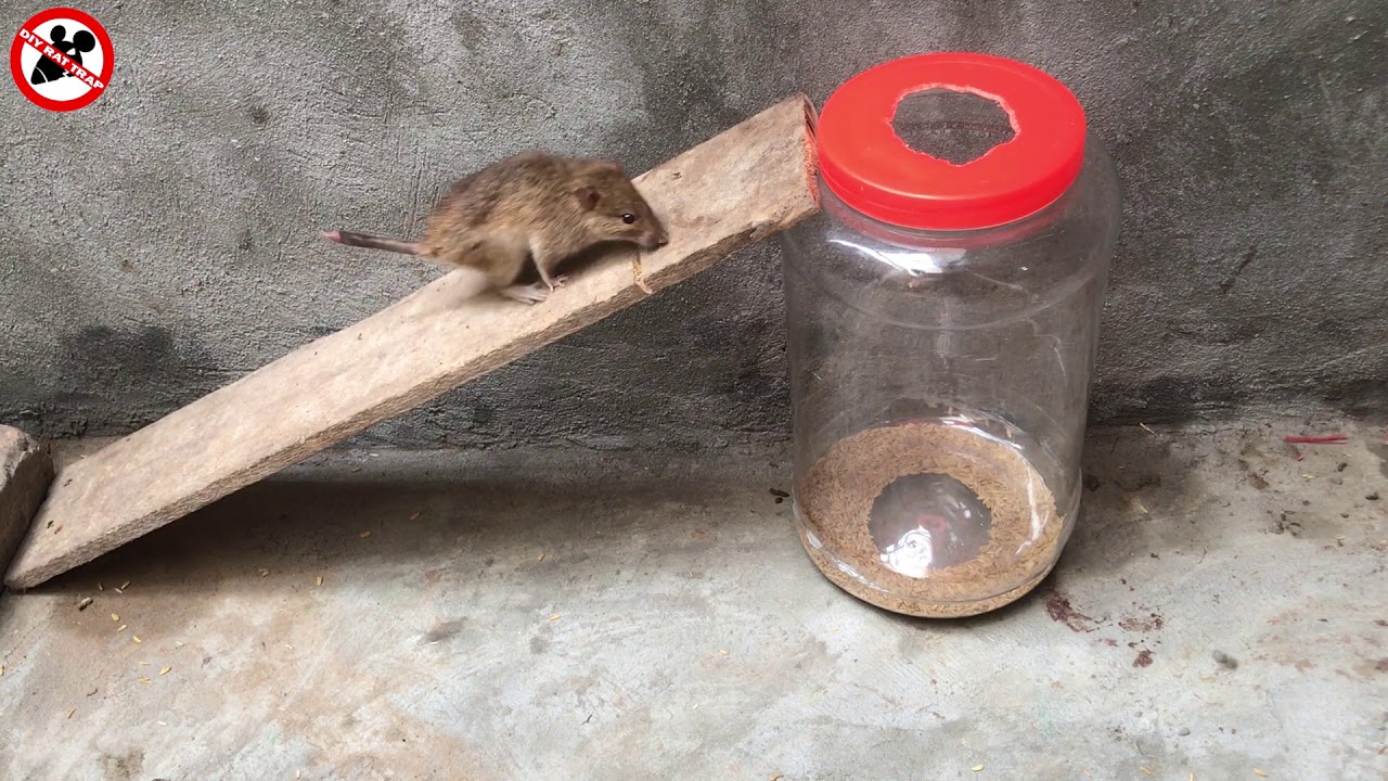 Rat Trap Water π 3 Mice In Trapped 1 Hour π Mouse Rat Trap π How To