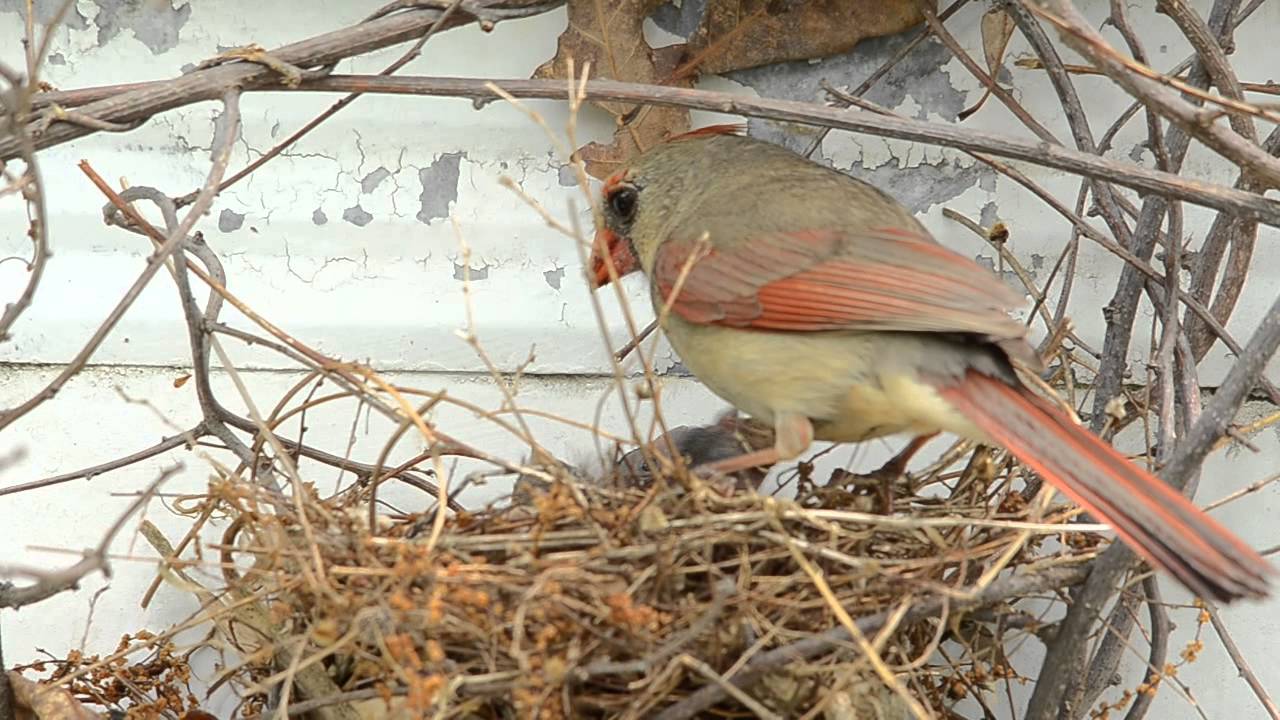 Mommy Cardinal feeding her babies - YouTube