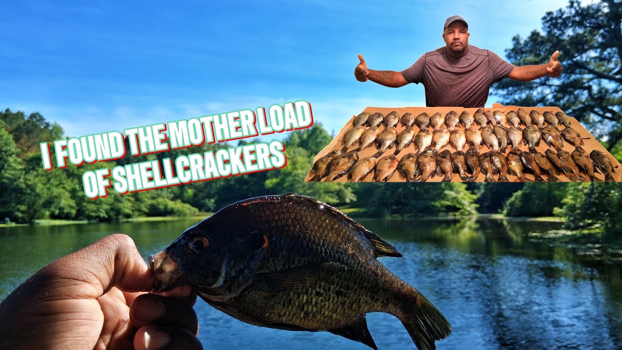 WE FOUND THE BIGGEST SHELLCRACKERS ON BED AND LOOK WHAT HAPPENED - YouTube