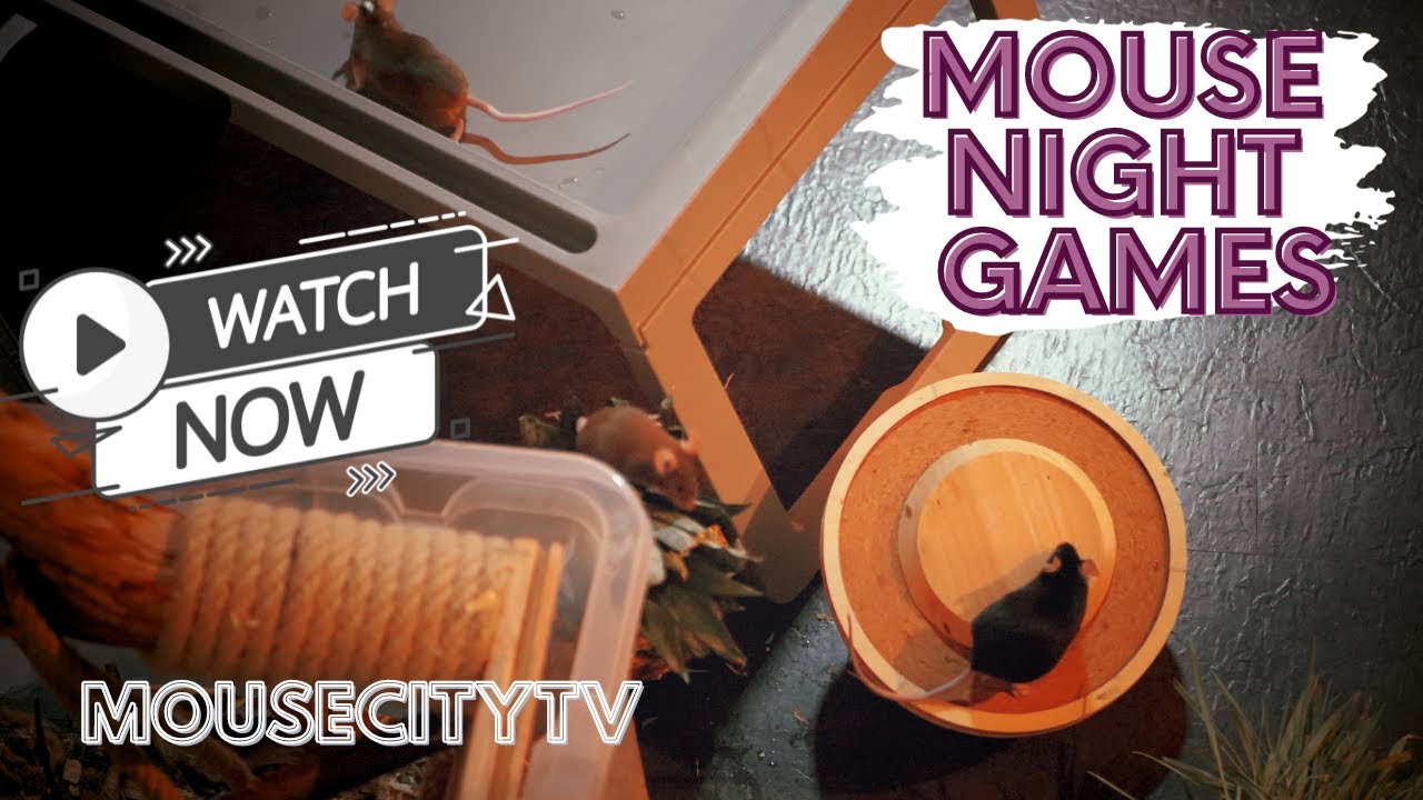 Mouse Night Games - MouseCityQuickTV - YouTube