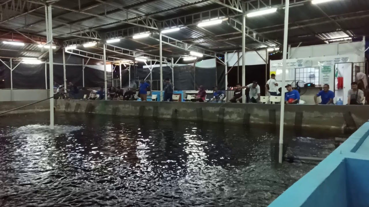 Jenggo!!! udang galah jenggo paradise - YouTube