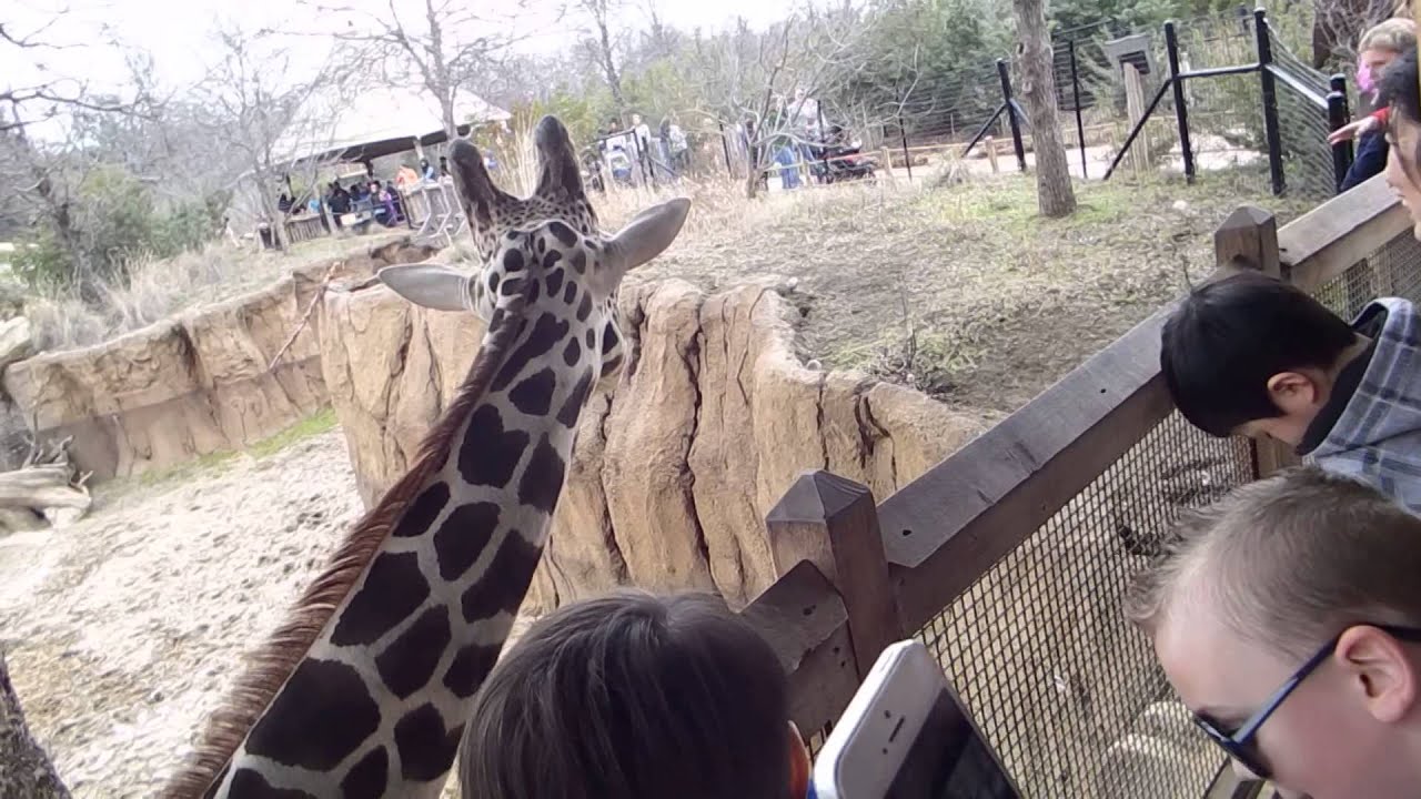Feeding the giraffe at the Dallas Zoo - YouTube