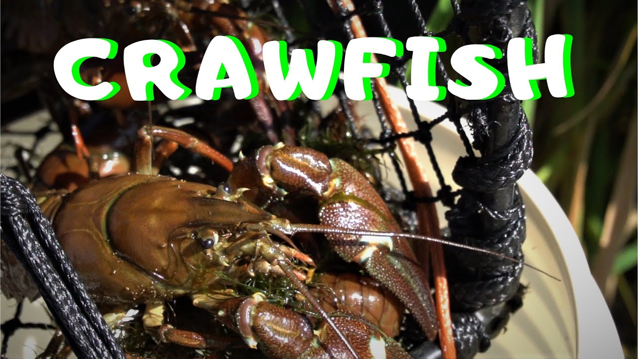 Crawfish (Vancouver, BC) - YouTube