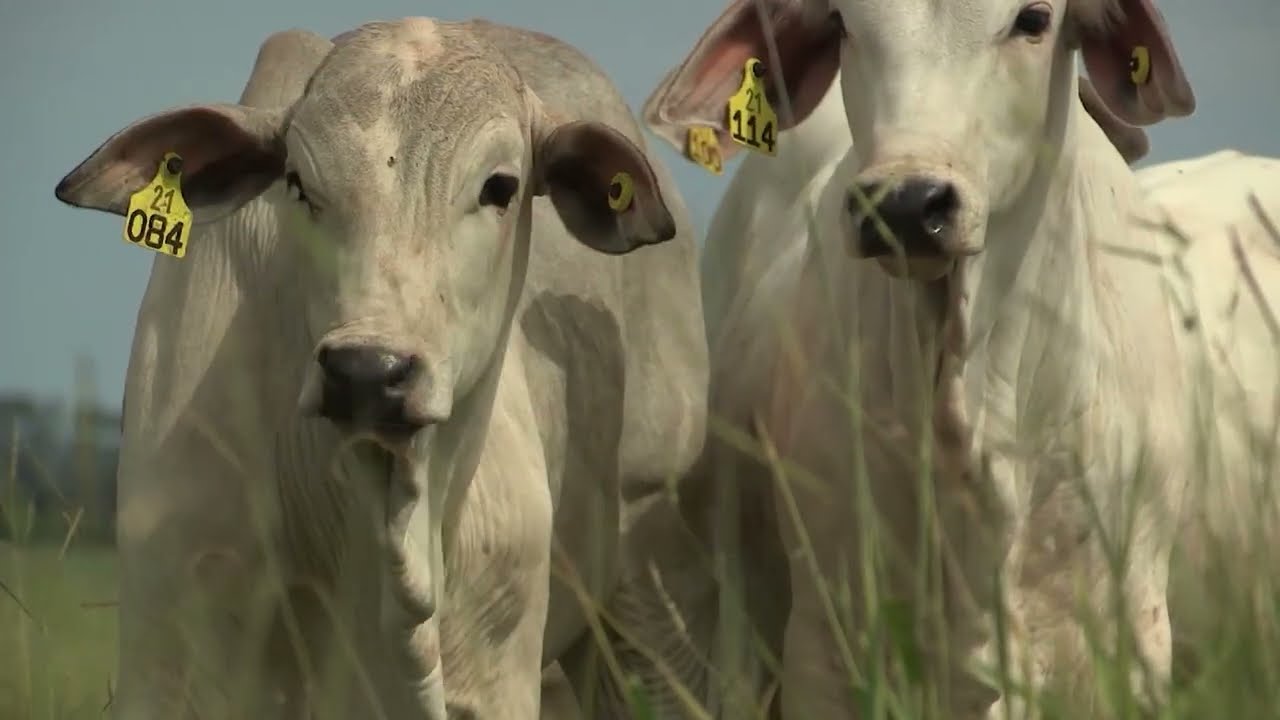 PERDÃO A 30 MILHÕES DE VACAS VAZIAS TRAZ GRANDES PREJUÍZOS À PECUÁRIA ...