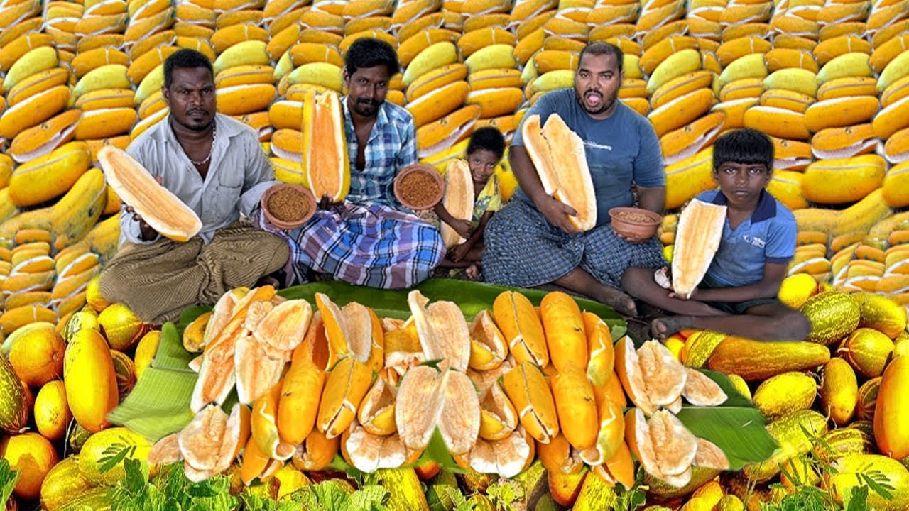 BIG RIPE CUCUMBER FRUITS|FARM FRESH YELLOW CUCUMBER’S HARVESTING AND ...