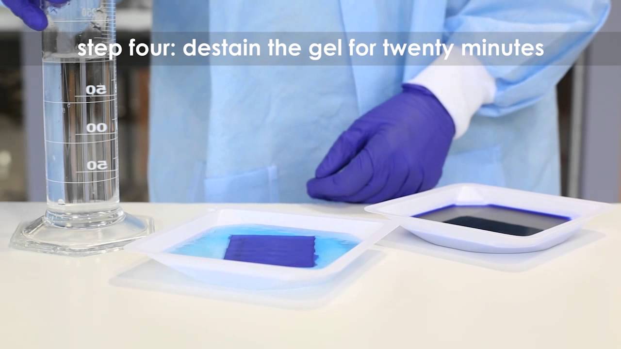 Visualizing DNA using Flashblue Stain - YouTube