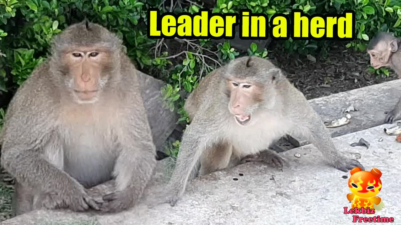 The new Leader in a herd of these monkeys - YouTube