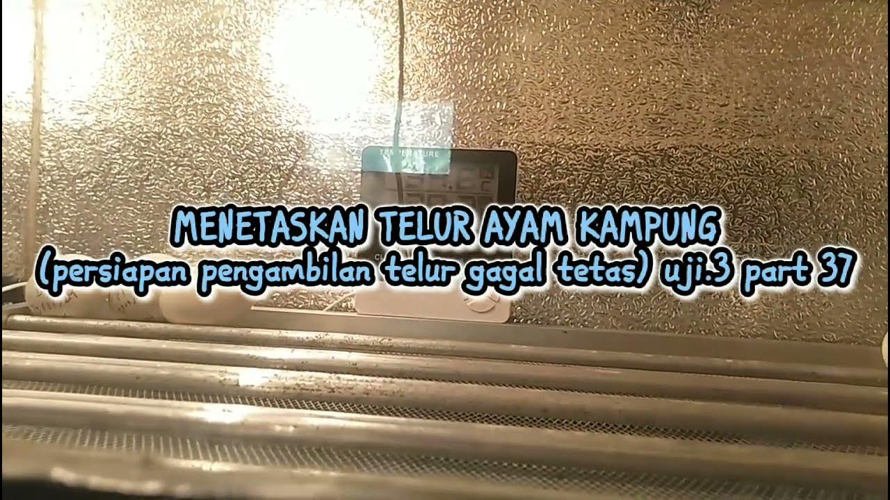Persiapan Pengambilan Telur Gagal Tetas - Menetaskan Telur Ayam Kampung Uji.3 Part 37 - YouTube