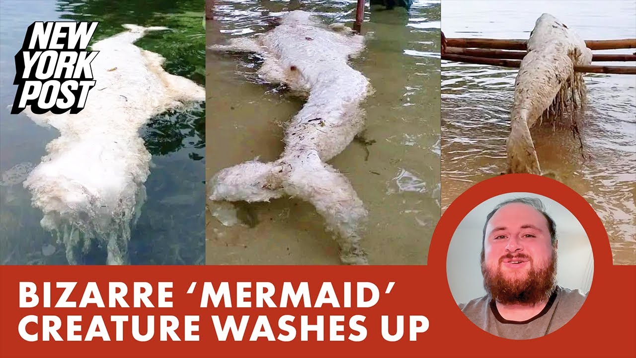 Mermaids The New Evidence Real