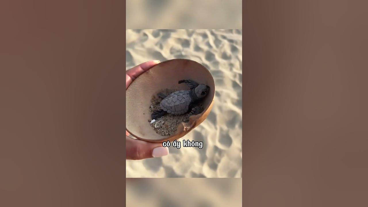 Cô gái đã cứu hàng trăm con rùa con #shorts - YouTube