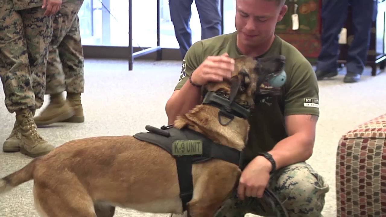 MCAS Iwakuni's K-9 Unit conducts joint training - YouTube