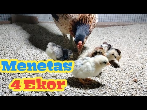 menggemaskan..Anakan Ayam Kate Umur satu Hari.. - YouTube