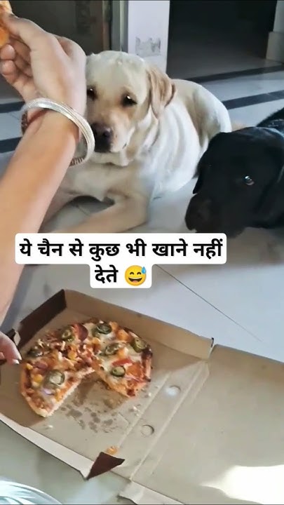 bhukhad dog's 😂 || labra lucy ||labra roxy || #youtubeshorts #trending - YouTube
