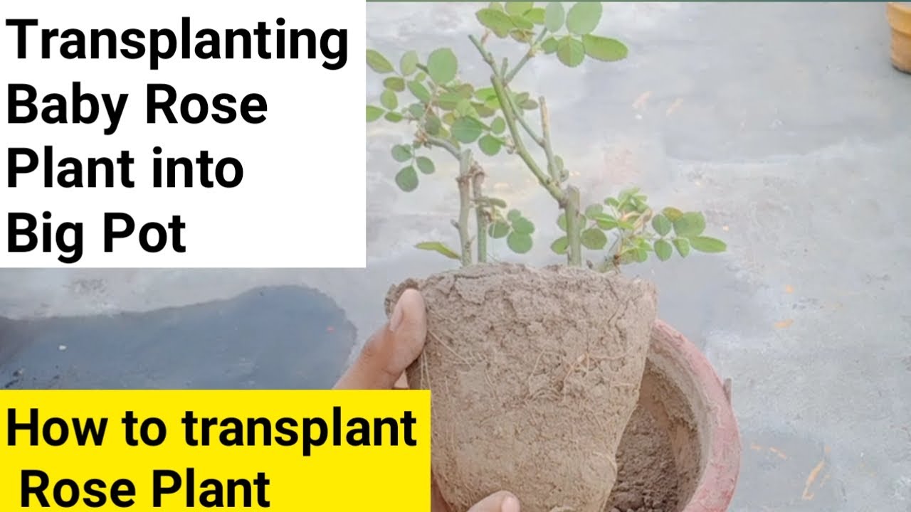 How to Transplant Baby Rose Plant into Big Pot|Transplanting Rose Plant ...