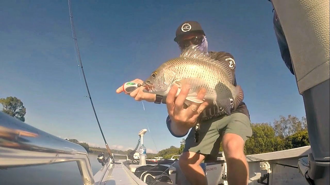 Mangrove Jack on Floats - Lutjanus argentimaculatus - YouTube