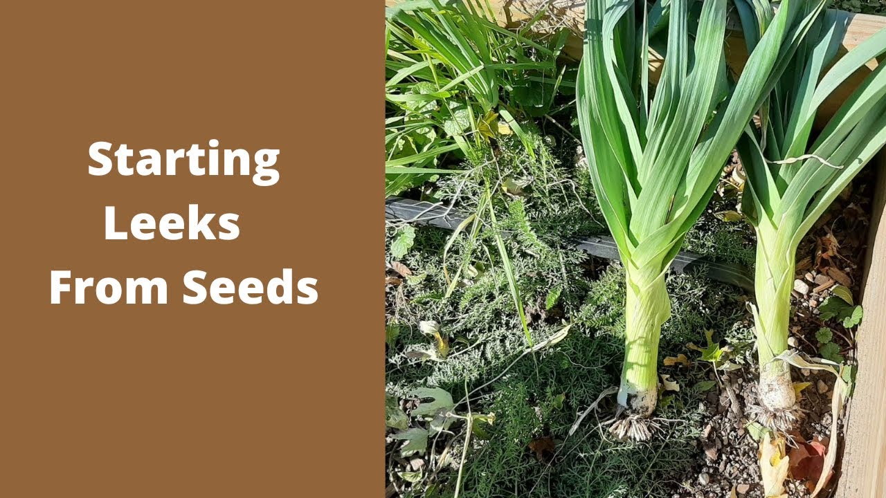 Starting leeks from seed - YouTube