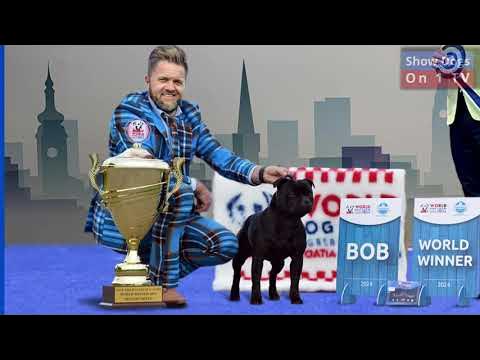 World Dog Show 24, part 4! World Dog Show 2025 in Helsinki and European Dog Show in Slovenija ...